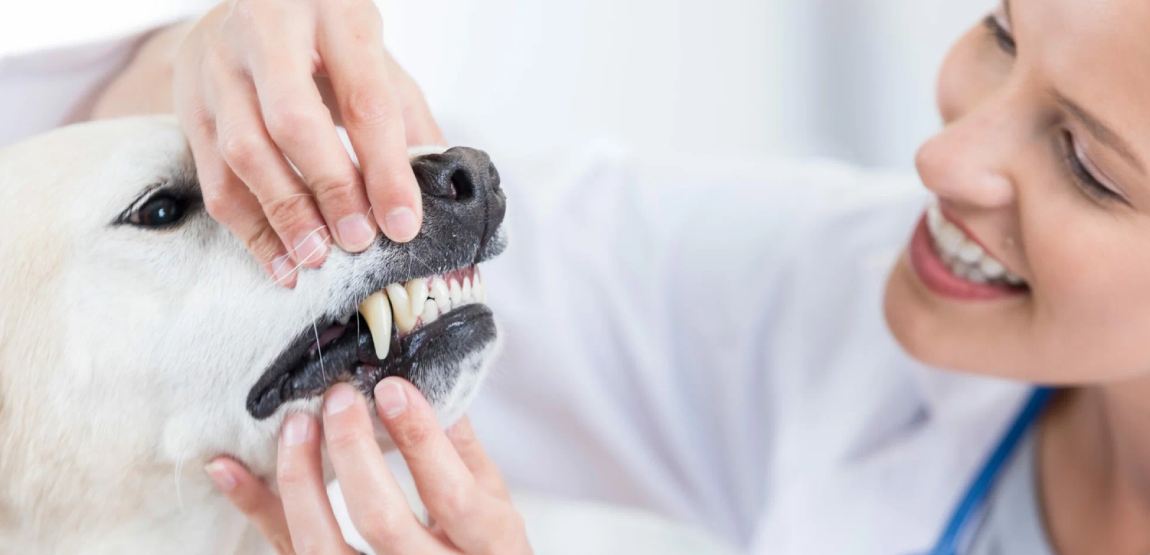 The importance of dental X-Rays for pets